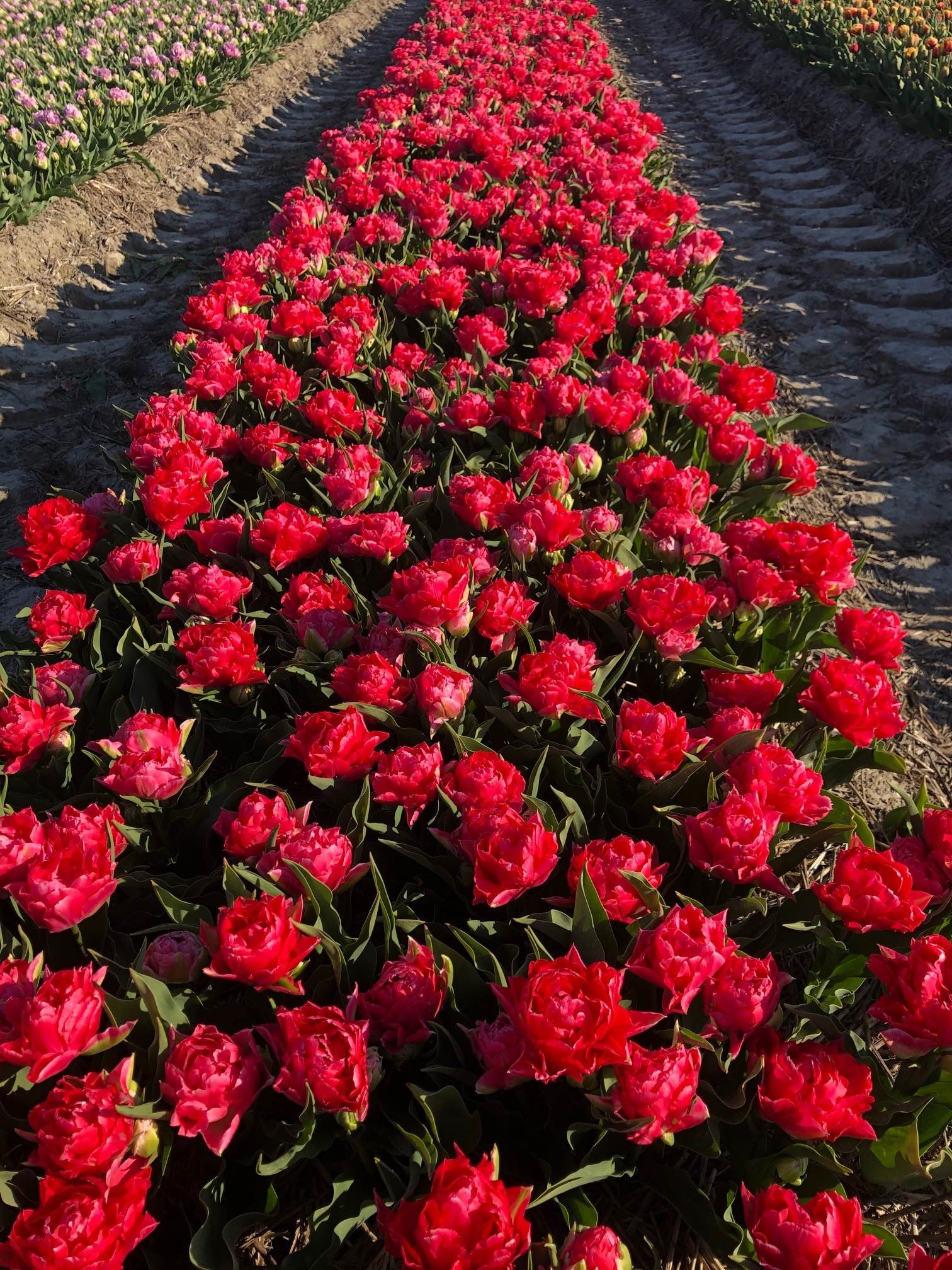 Tulips - Veco BV EN