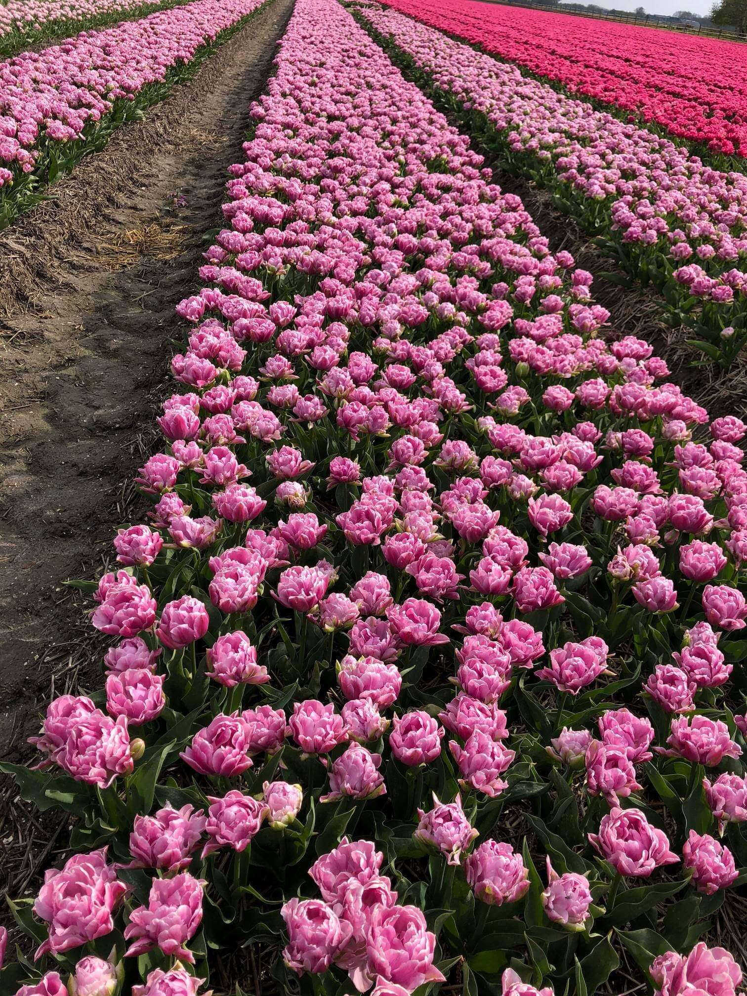 Tulips - Veco BV EN
