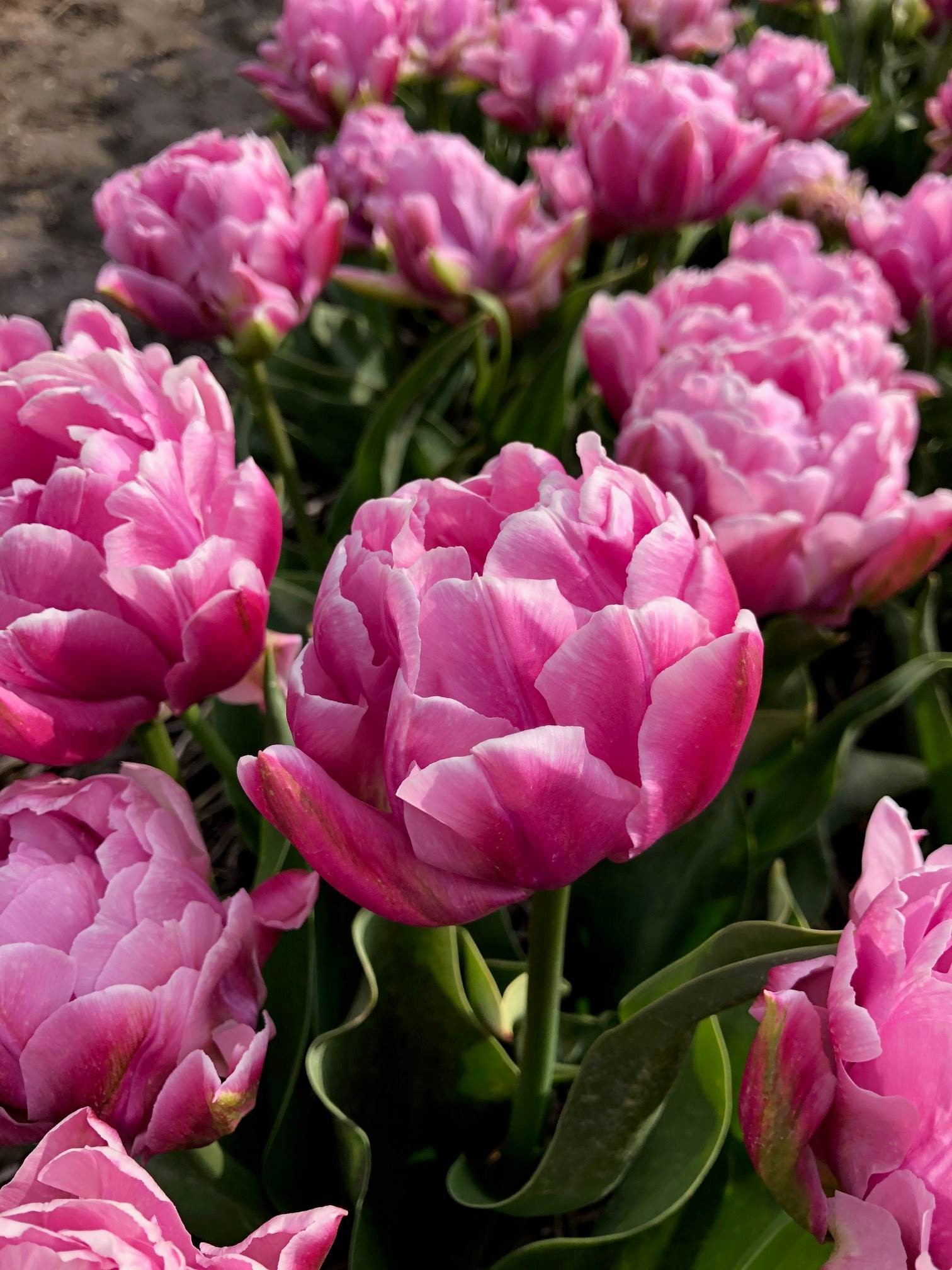 Tulips - Veco BV EN