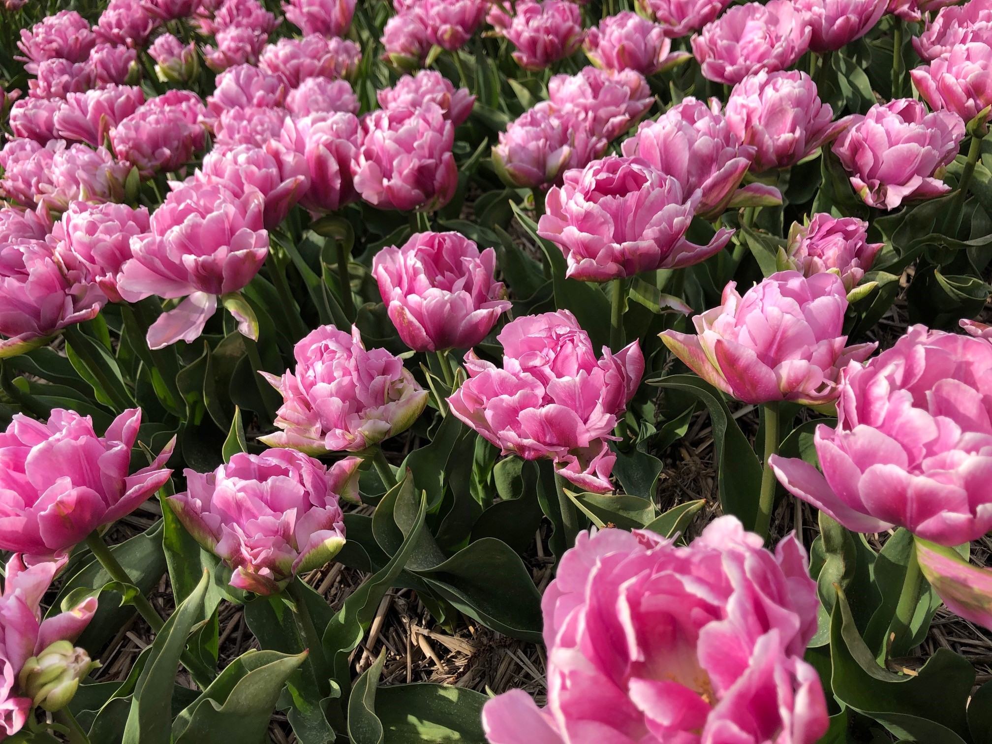 Tulips - Veco BV EN