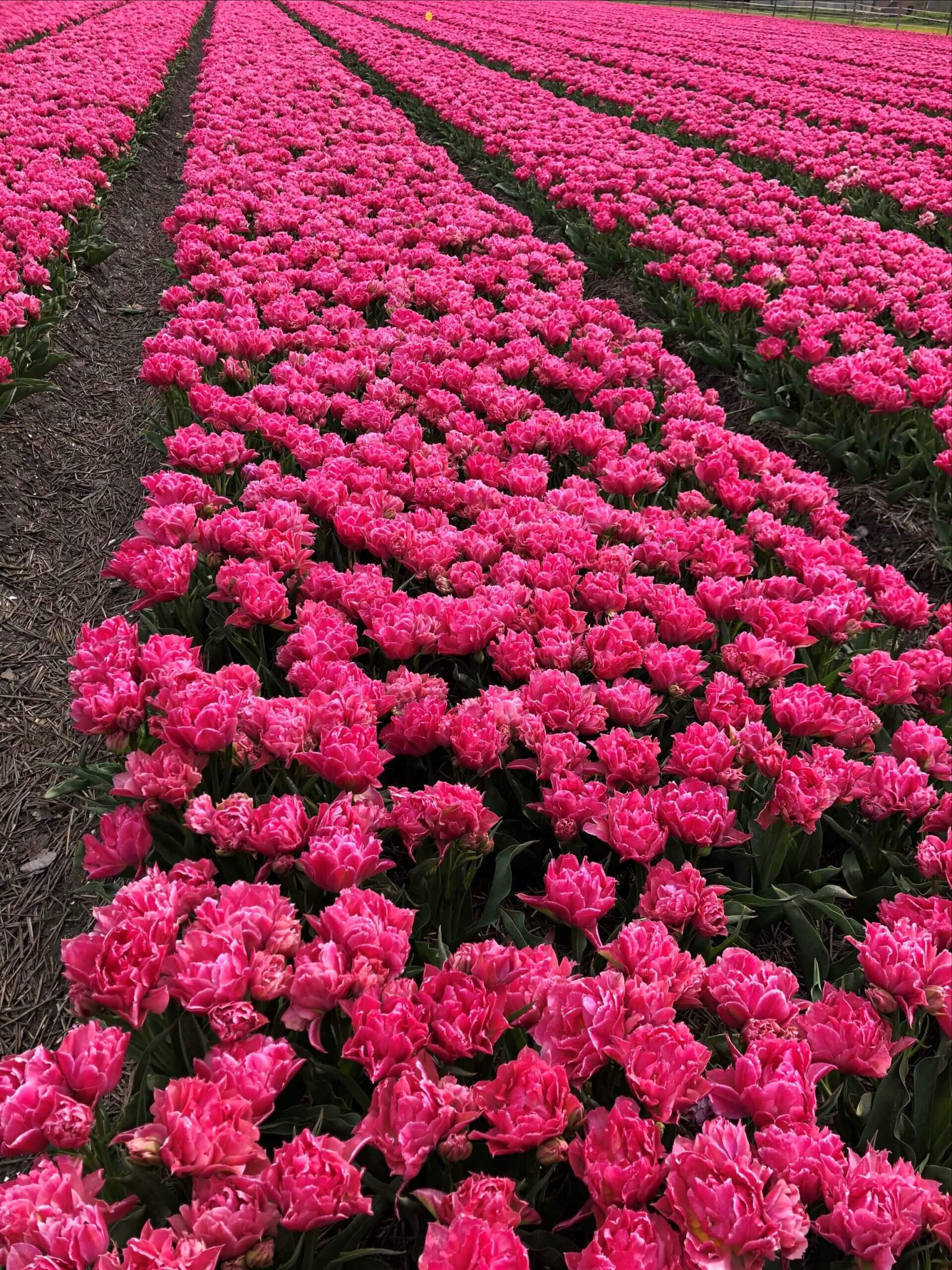 Tulips - Veco BV EN