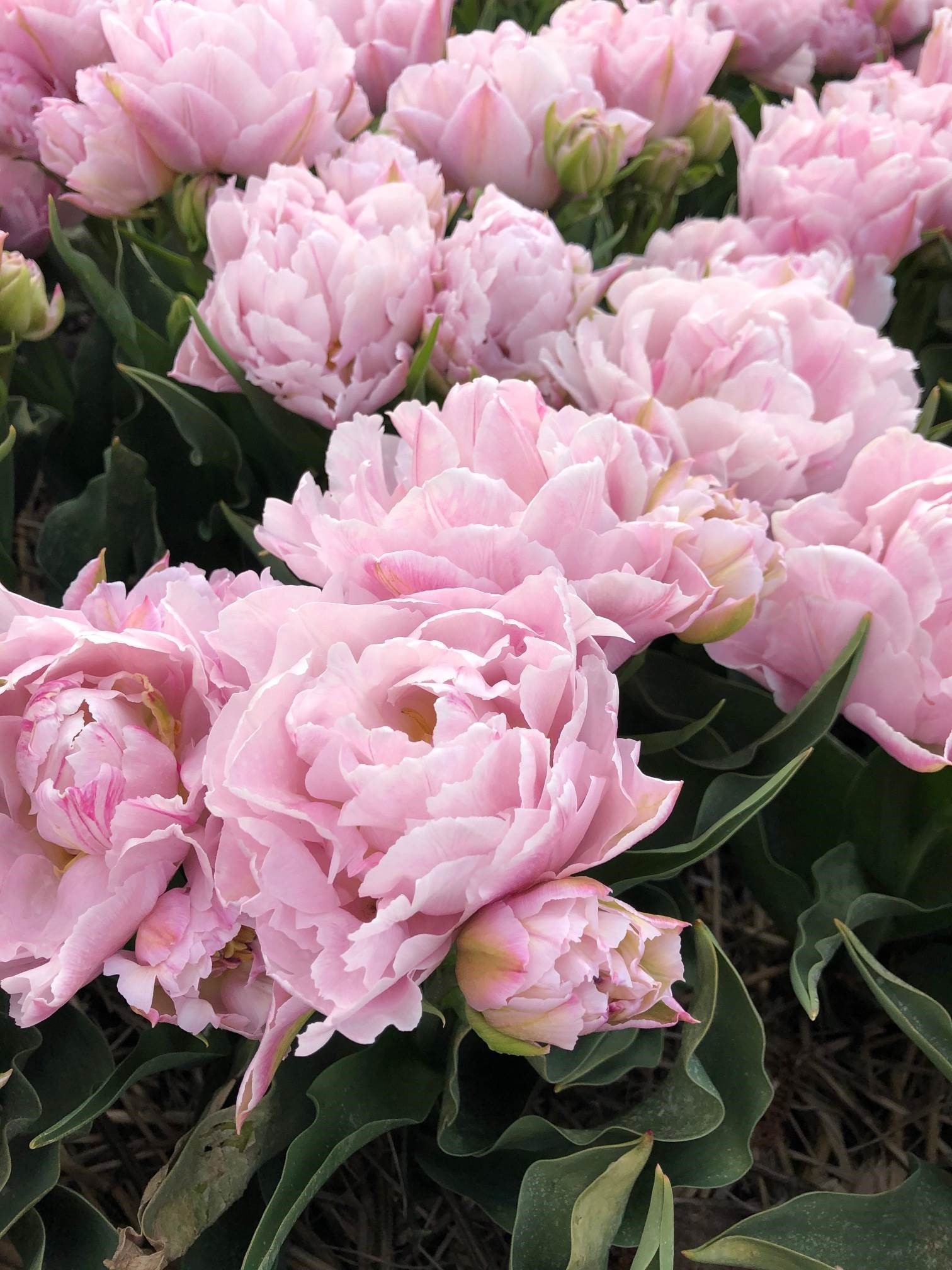 Tulips - Veco BV EN